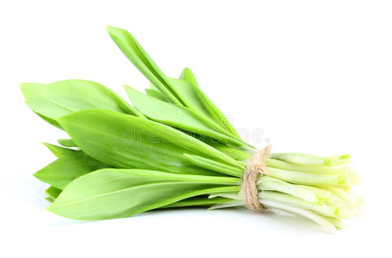Manojo de ajo salvaje. foto de archivo. Imagen de lechuga - 39029254