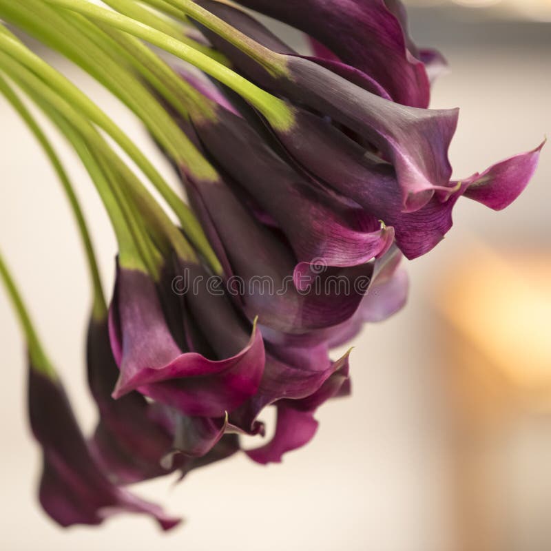 Calas rojas imagen de archivo. Imagen de embudo, pétalos - 2080503