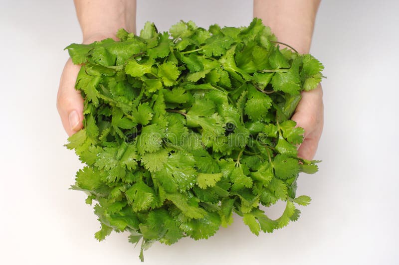 124,518 Cilantro Fotos de stock - Fotos libres de regalías de Dreamstime