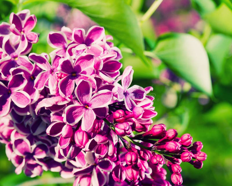 Manojo de flor de la lila imagen de archivo. Imagen de hoja - 28356377