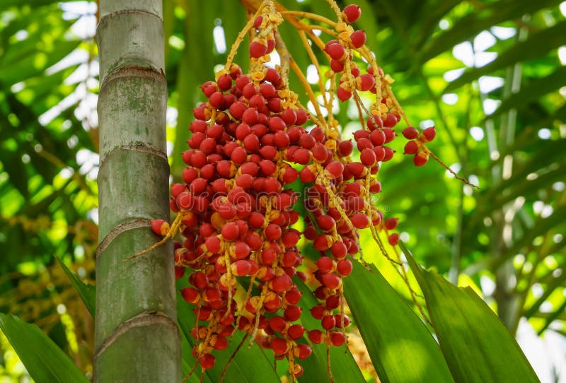Catechu De La Areca O Palma De Pinang O Palmera Del Betel Imagen de ...