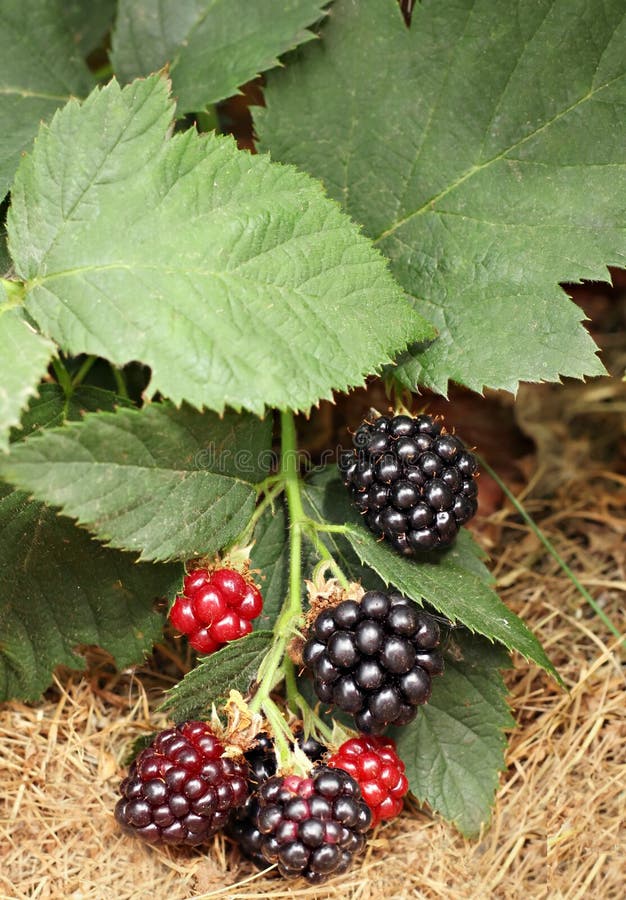 Zarzamoras Salvajes En Diversos Estados De La Madurez Foto de archivo ...