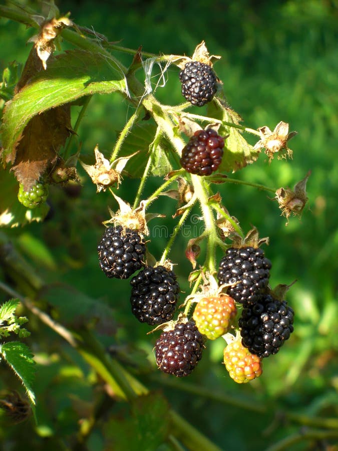 Zarzamoras Salvajes En Diversos Estados De La Madurez Foto de archivo ...