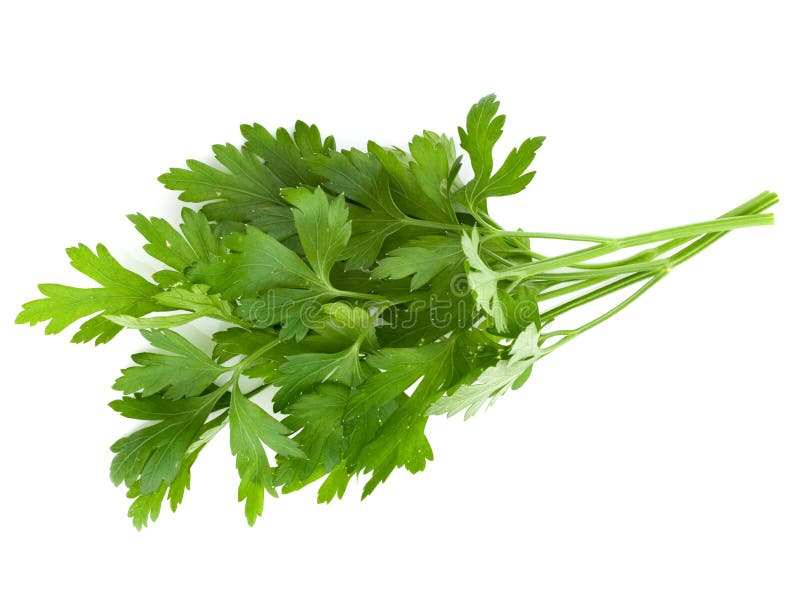 Manojo de perejil imagen de archivo. Imagen de culinario - 24378859