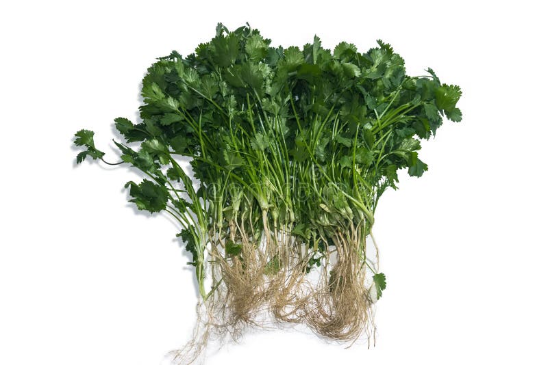 Manojo de perejil foto de archivo. Imagen de venda, alimento - 51528968