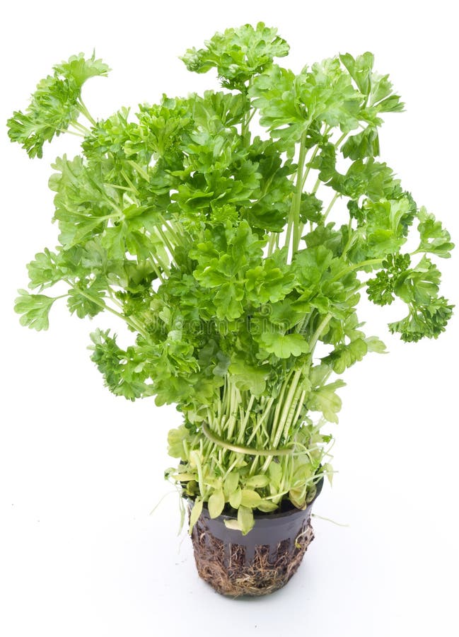 Manojo De Perejil En Fondo Concreto Gris Foto de archivo - Imagen de ...