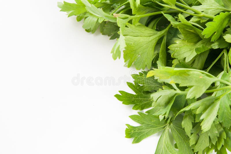 Manojo de perejil fresco imagen de archivo. Imagen de condimento - 33450951