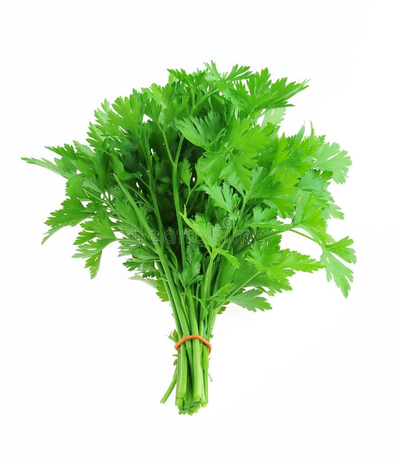 Manojo De Perejil Fresco Aislado Imagen de archivo - Imagen de cocina ...