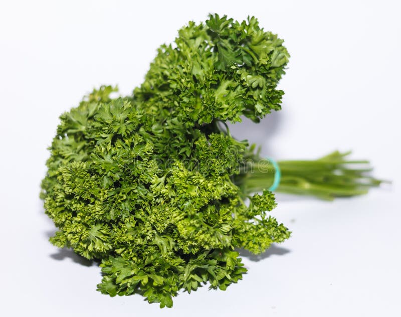 Manojo de perejil rizado imagen de archivo. Imagen de hojas - 20798693