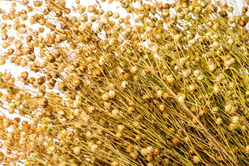 Usitatissimum Seco De Linum De La Planta Del Lino Foto de archivo ...