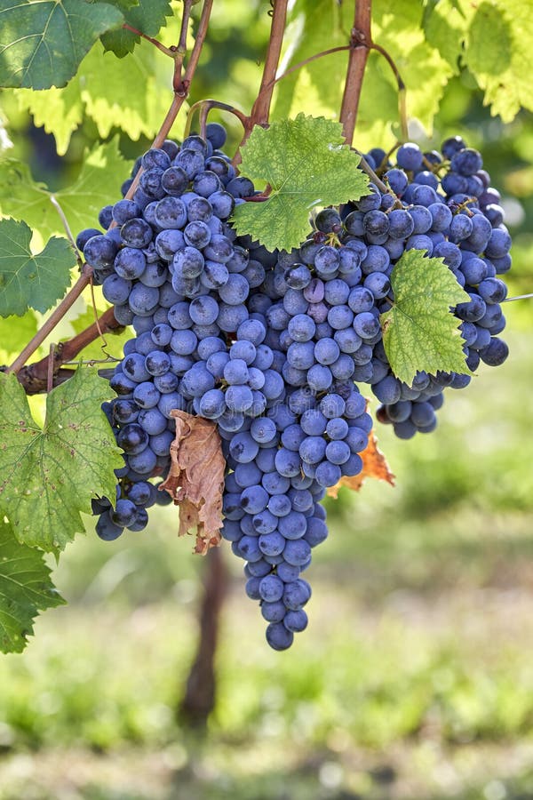 Manojo De Uvas Negras En La Vid Foto de archivo - Imagen de manojo ...