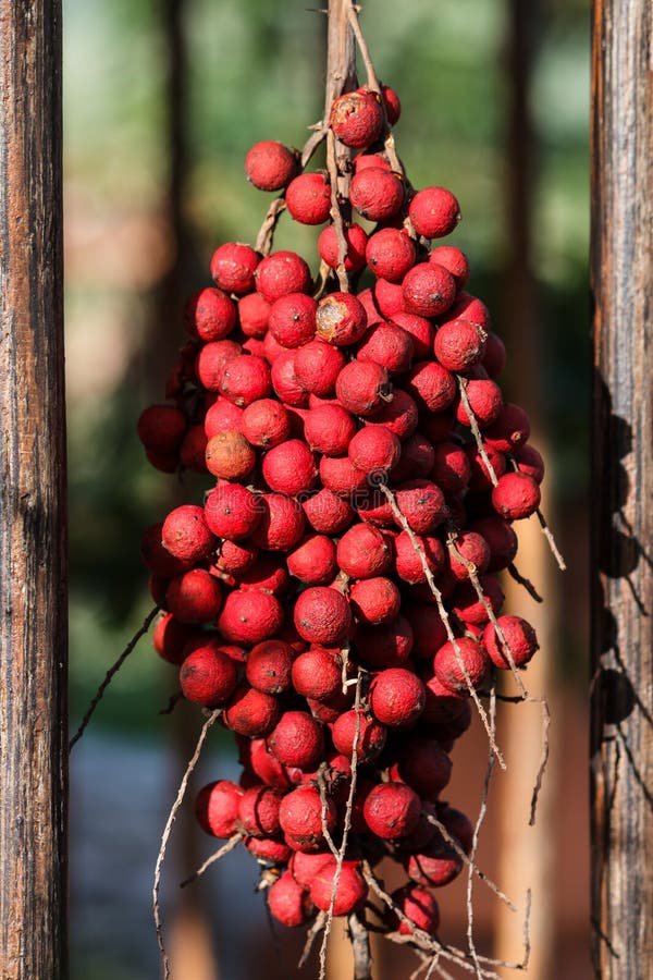 Fruta Tropical Del Corozo - Guineensis De Bactris Foto de archivo ...