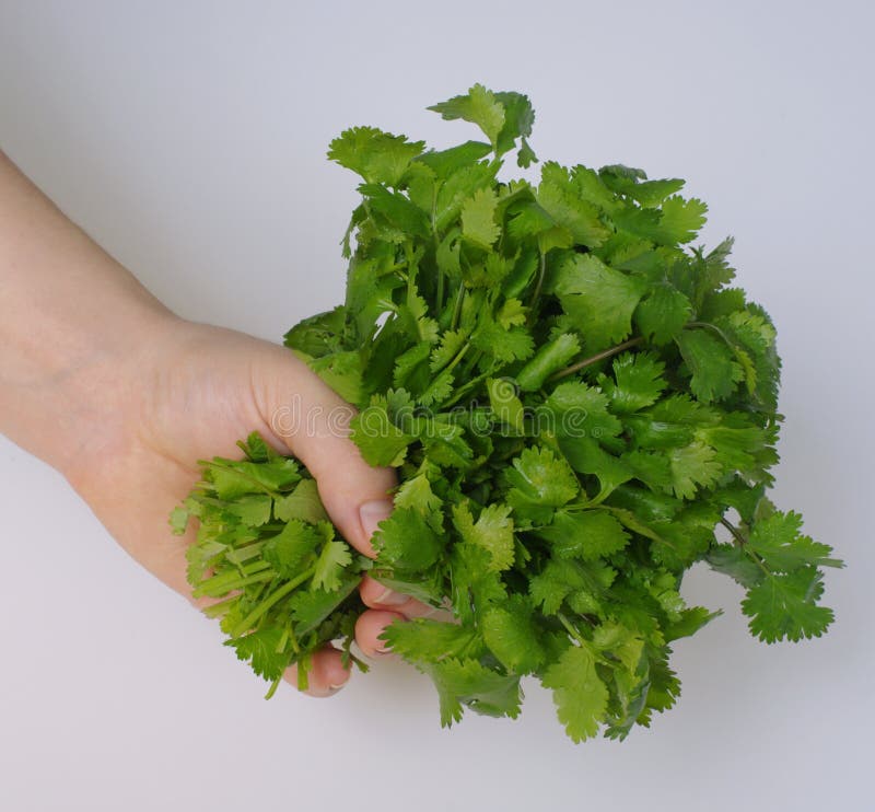 Manojo del Cilantro imagen de archivo. Imagen de vegetación - 17901563