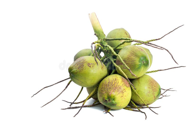 Manojo Del Coco Aislado En Blanco Foto de archivo - Imagen de manojo ...