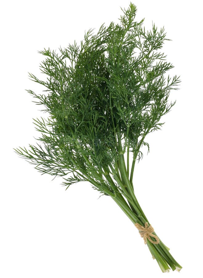Manojo Del Hinojo Aislado En Un Fondo Blanco Foto de archivo - Imagen ...