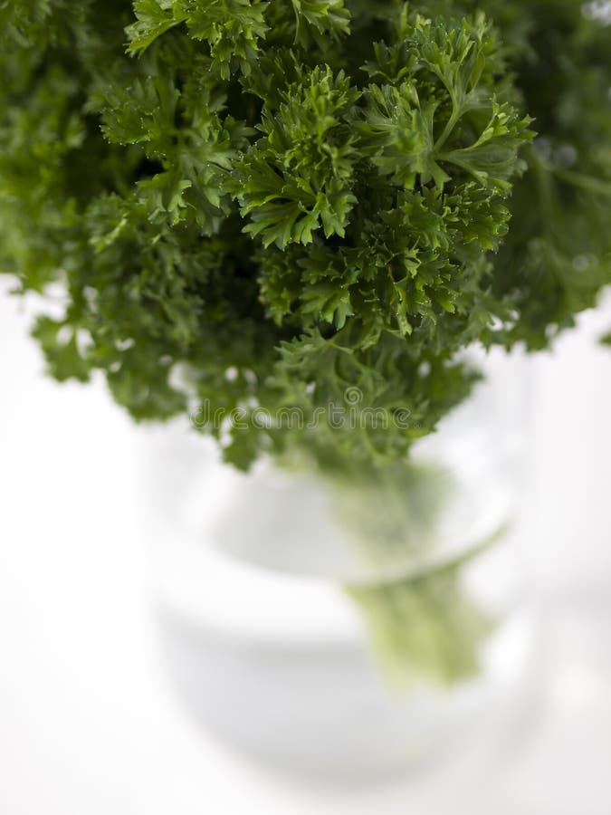 Manojo del perejil imagen de archivo. Imagen de especia - 27123913