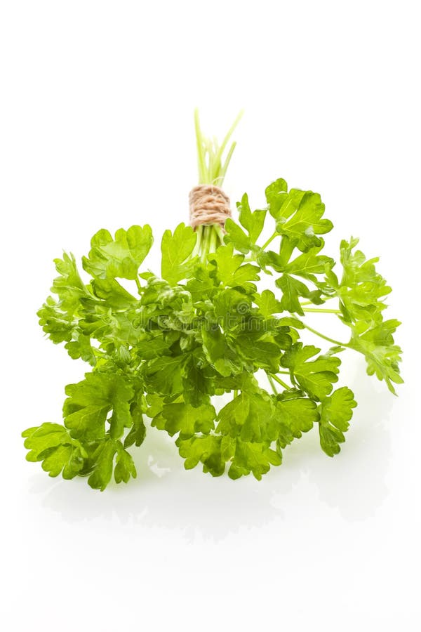 Manojo Del Perejil Sobre Blanco. Imagen de archivo - Imagen de cadena ...