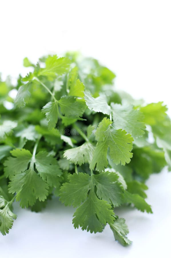 126,347 Coriandro Fotos de stock - Fotos libres de regalías de Dreamstime