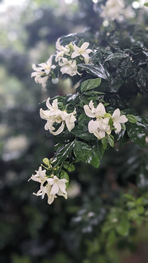 Manokaman Plants Stock Photos - Free & Royalty-Free Stock Photos from ...