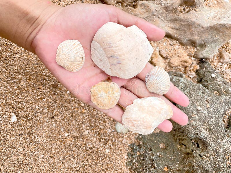 Manos Con Diferentes Tipos De Conchas Marinas Imagen de archivo ...