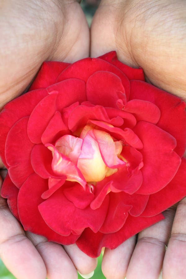 Manos con la rosa del rojo foto de archivo. Imagen de rosa - 35477804