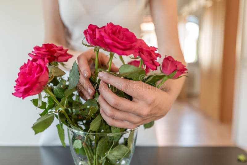 Manos De Mujer Cuidando Un Ramo De Rosa Imagen de archivo - Imagen de ...