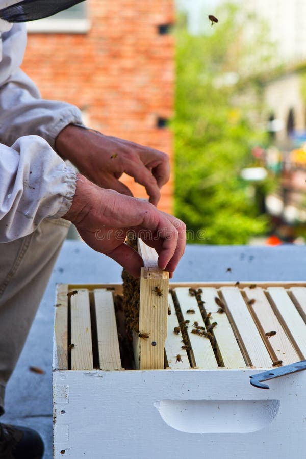 Traje De Apicultor Fotos de stock - Fotos libres de regalías de Dreamstime