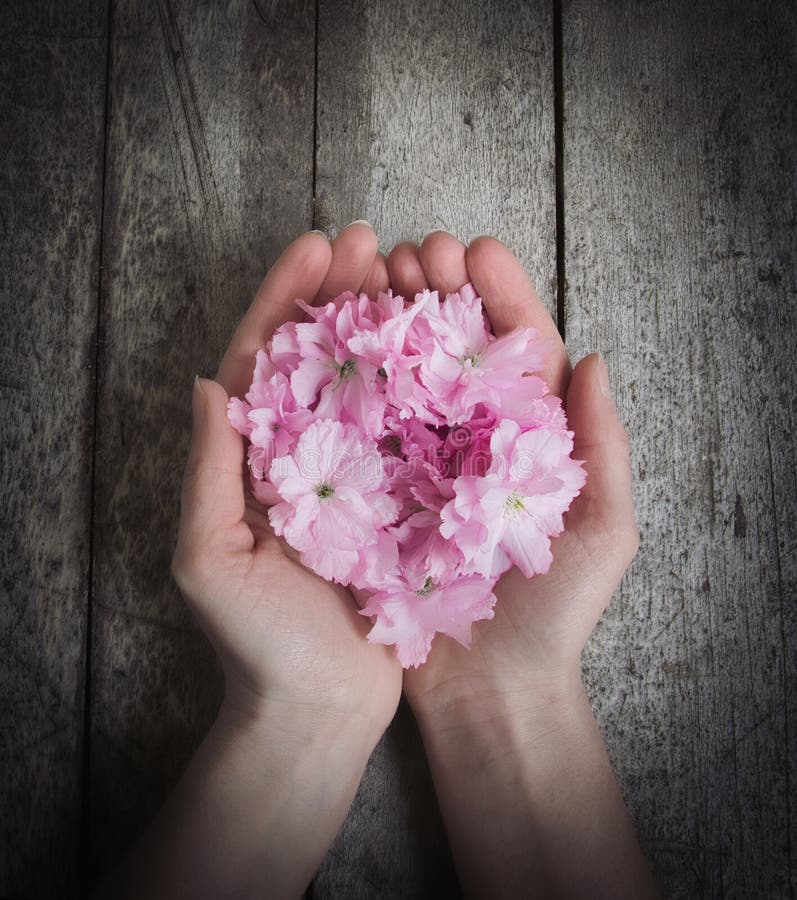 Manos Llenas De Flores De Almendra Rosa Foto de archivo - Imagen de ...