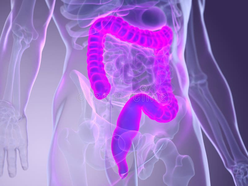 A mans colon stock illustration. Illustration of biology - 153412527
