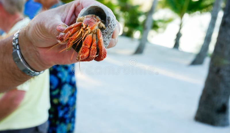 Mans Hand Holding a Bright Tropical Hermit Crab Emerging for Shell ...