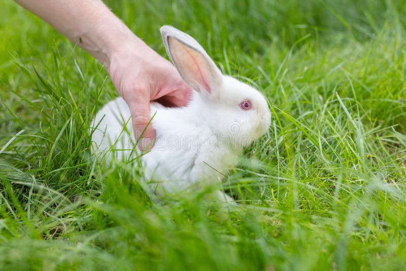 Mans Hand Holding White Fluffy Bunny. Man with White Rabbit on the Lawn ...