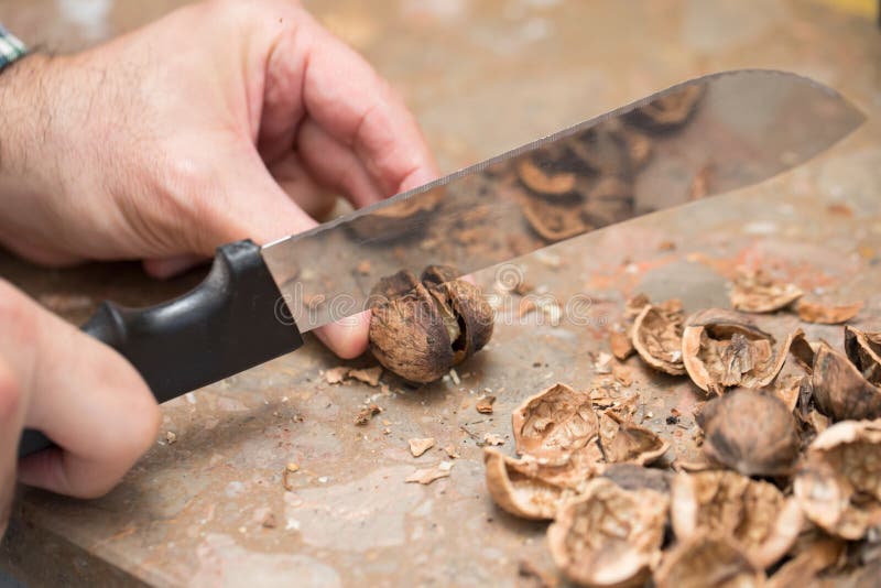 Man Breaking the Walnut Shells Manually. Walnut is Known for Its High ...