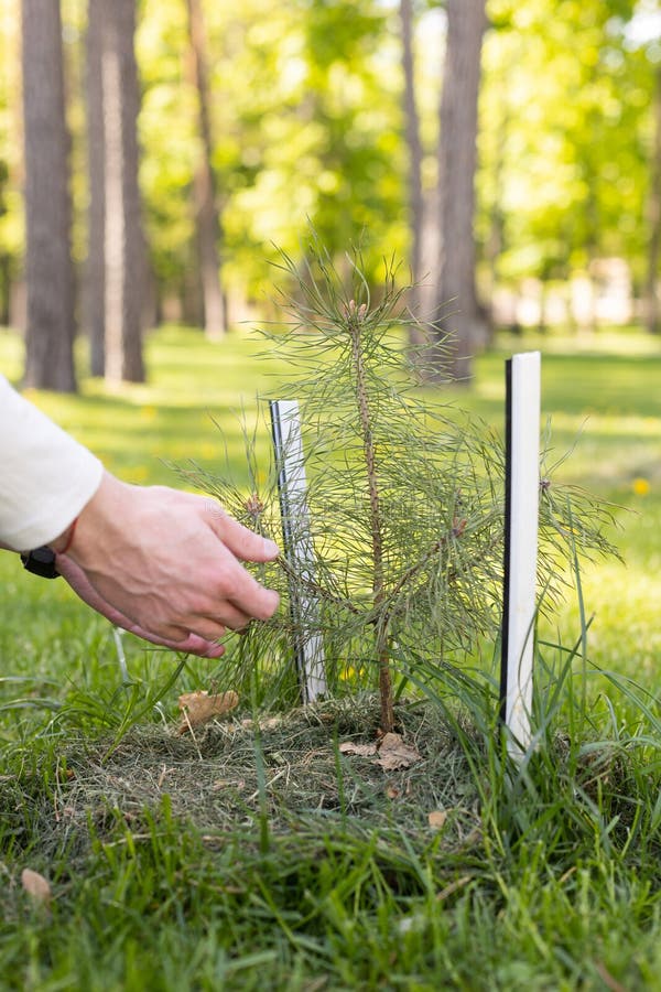 5,329 Planting Seedling Forest Stock Photos - Free & Royalty-Free Stock ...