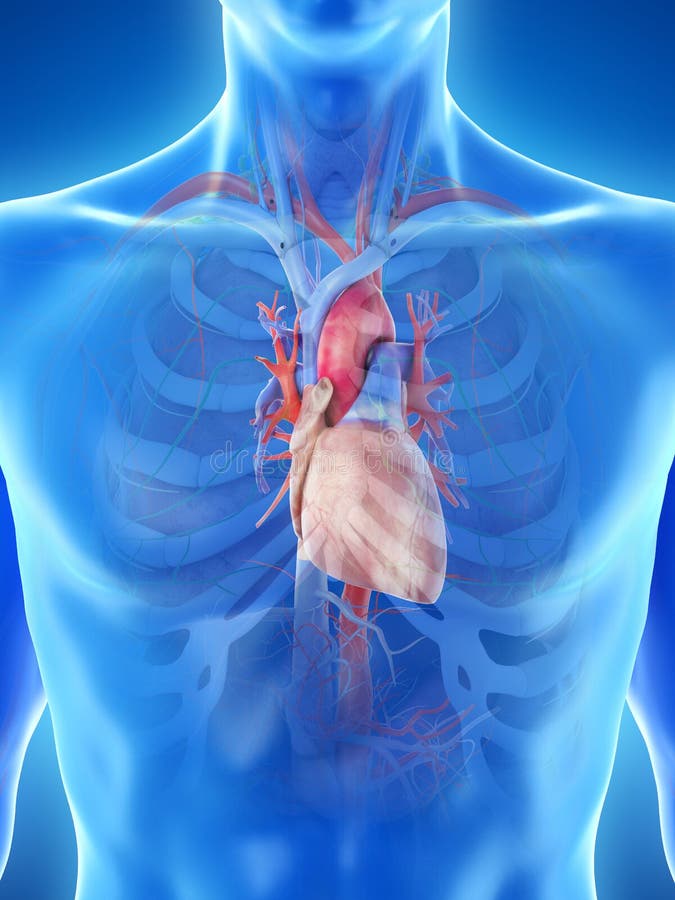 A mans heart stock illustration. Illustration of cardiovascular - 144314896