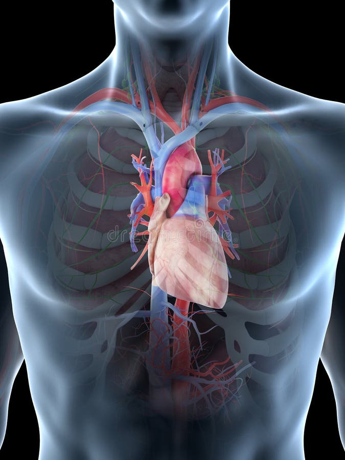 A mans heart stock illustration. Illustration of medical - 144316366