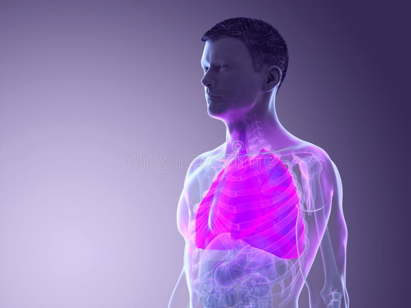 Mans lungor arkivfoto. Bild av bemannar, astma, fibros - 153413196