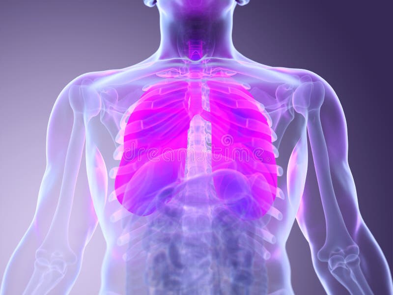 Mans lungor stock illustrationer. Illustration av anatomisk - 153413317
