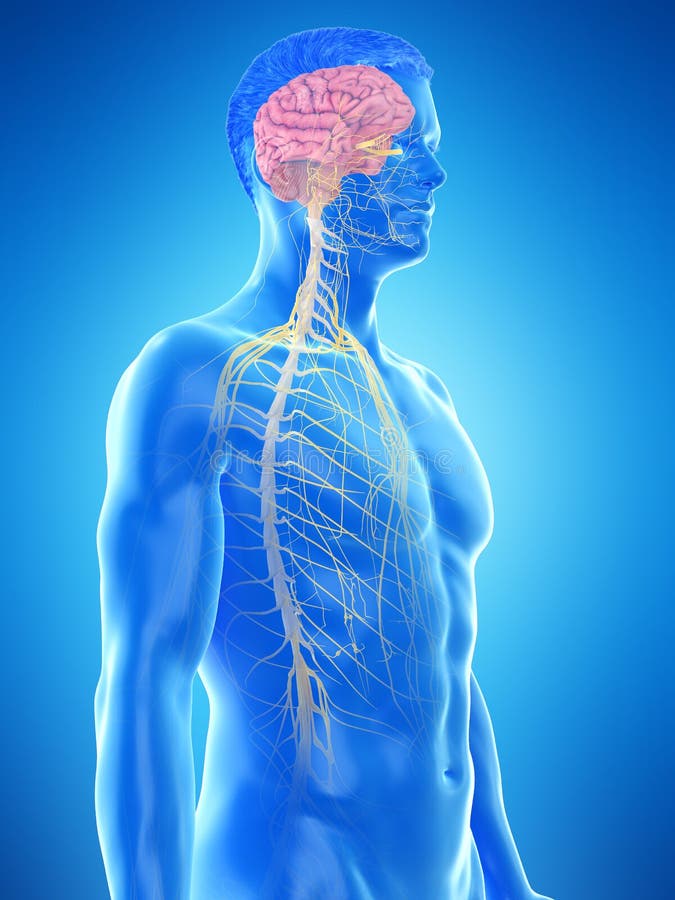 A mans nervous system stock illustration. Illustration of anatomy ...