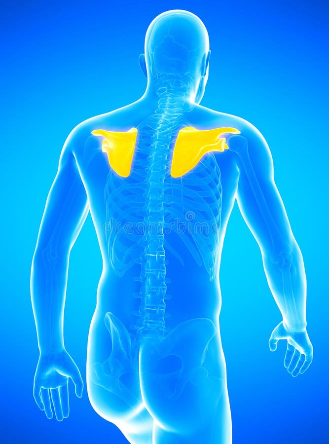 A mans shoulder blades stock illustration. Illustration of science ...