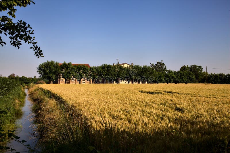 Mansion Bordered by Trees in a Field of Wheat in the Italian ...