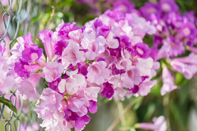 Mansoa Alliacea or Garlic Vine Closeups. Stock Photo - Image of ...
