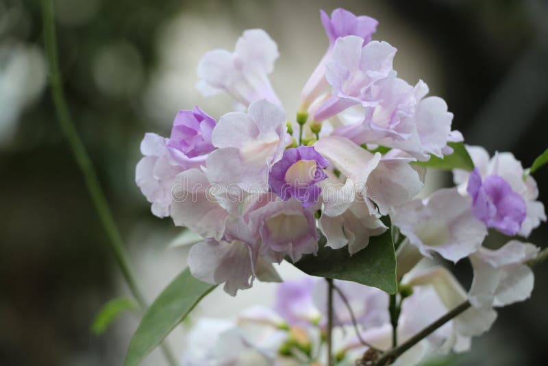Mansoa Alliacea or Garlic Vine Closeups. Stock Photo - Image of ...