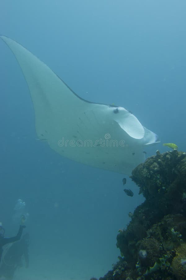 Manta In The Deep Blue Ocean Background Stock Image - Image of fish ...