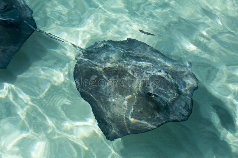 Manta fish stock image. Image of atlantic, giant, rays - 47898075