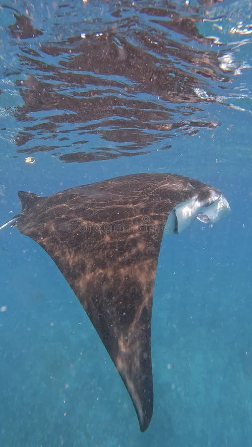 Manta fish stock photo. Image of bali, nusa, fish, manta - 263303720
