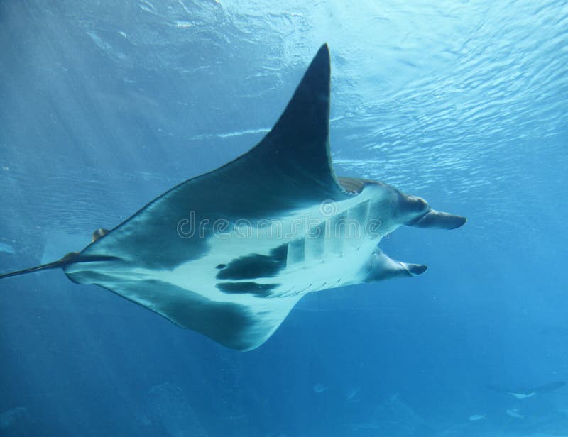 Manta fish stock image. Image of tropical, blue, deep - 50656473