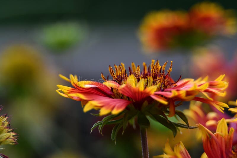 Manta india imagen de archivo. Imagen de fondo, color - 158577633