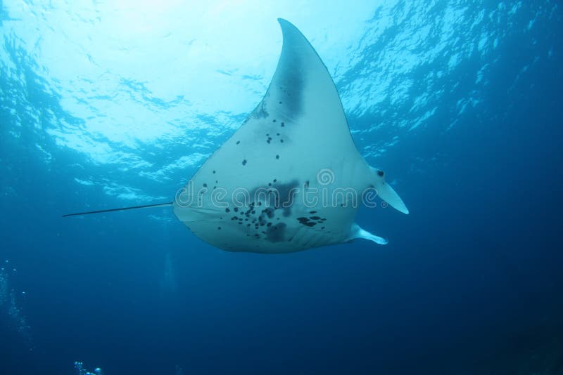 Manta diablo stock photo. Image of blue, deep, wildlife - 4982298