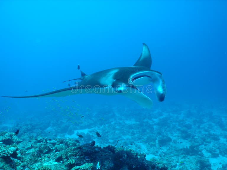 7,219 Manta Ray Bench Stock Photos - Free & Royalty-Free Stock Photos ...