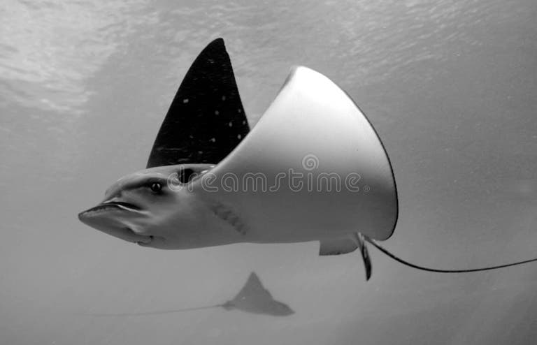 1,159 Black Manta Wax Stock Photos - Free & Royalty-Free Stock Photos ...